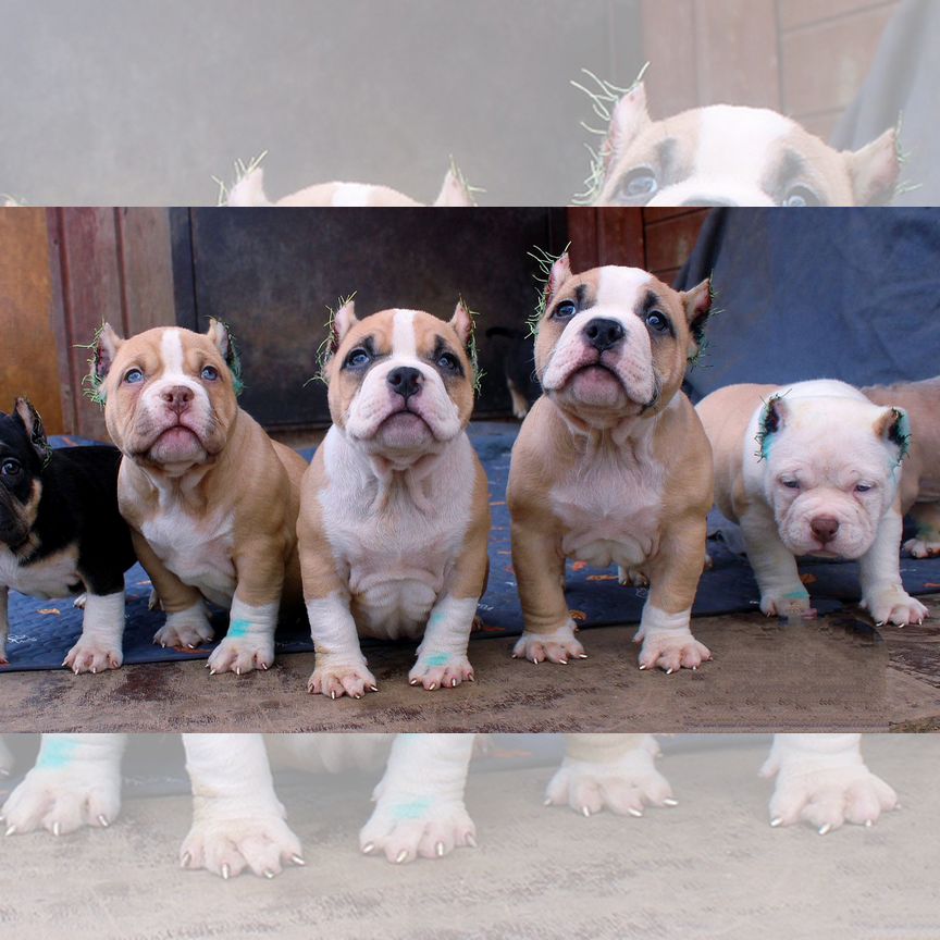 Американский булли, щенок