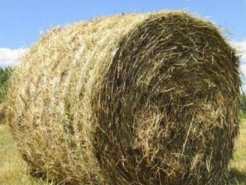 Солома просяная