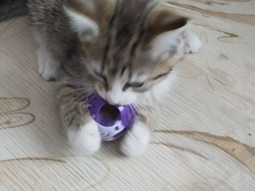 Карамелька ищет заботливых хозяев