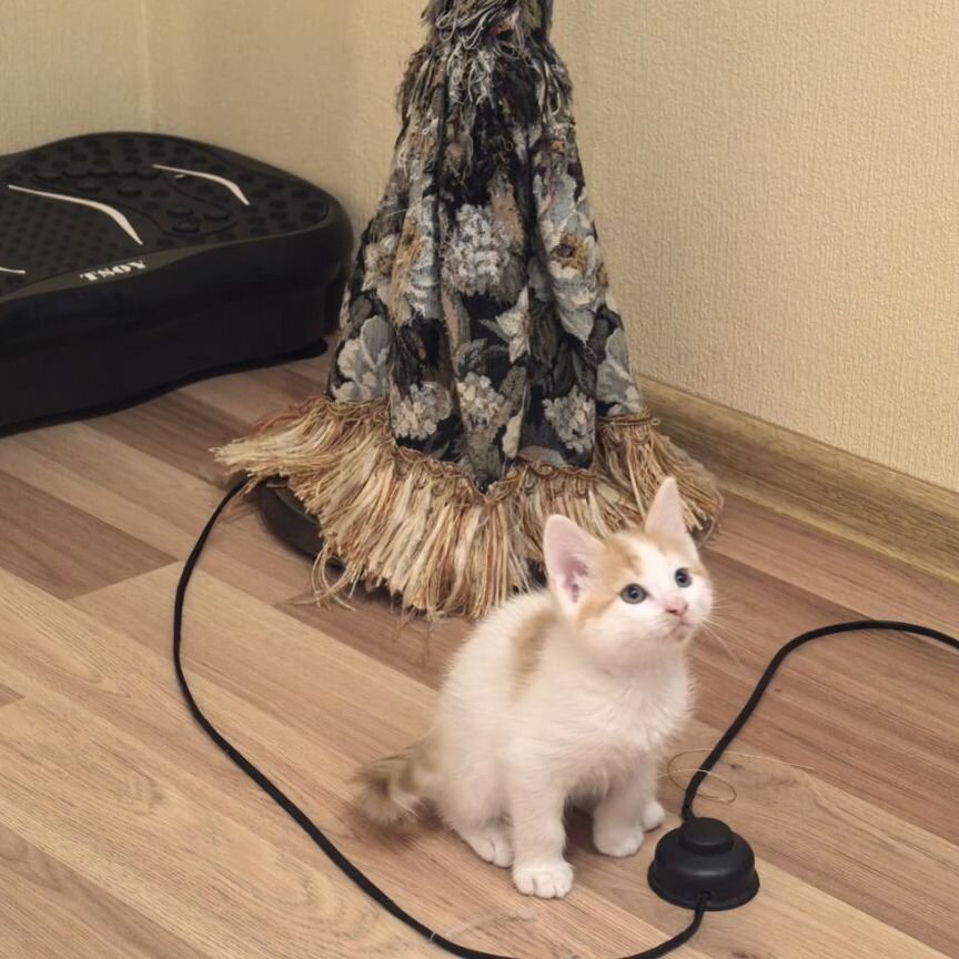 Алтайский котёнок