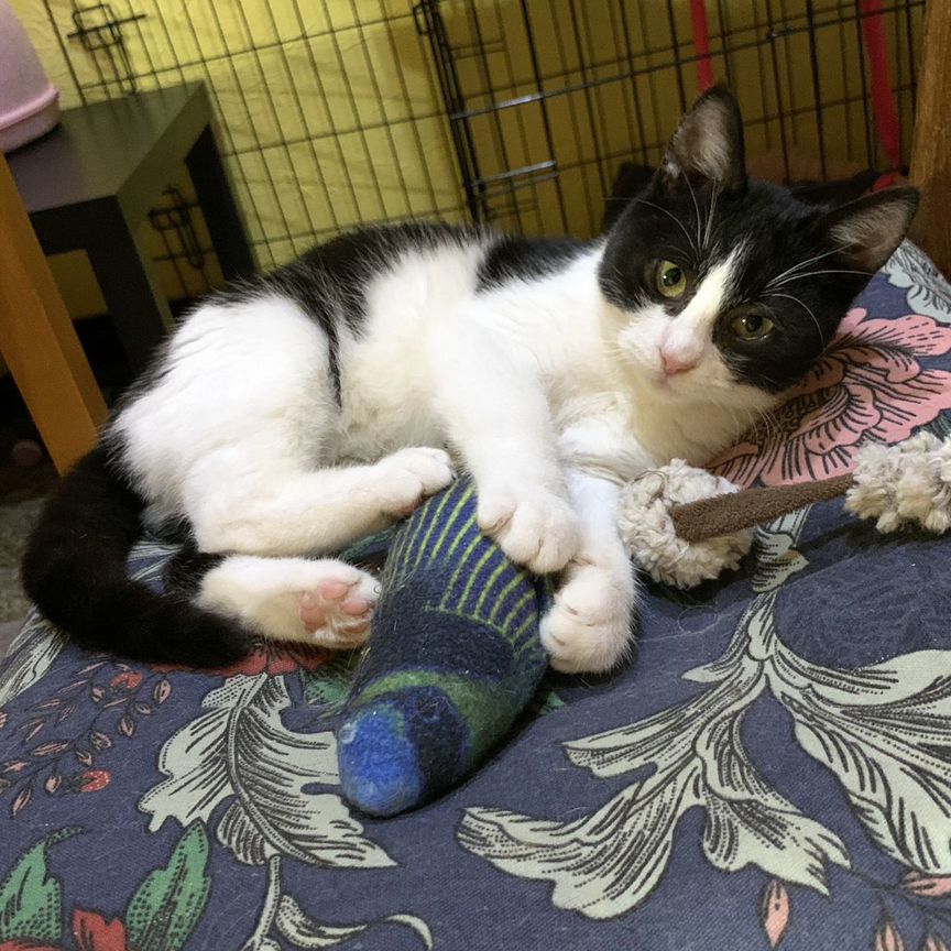 Котёнок в добрые руки