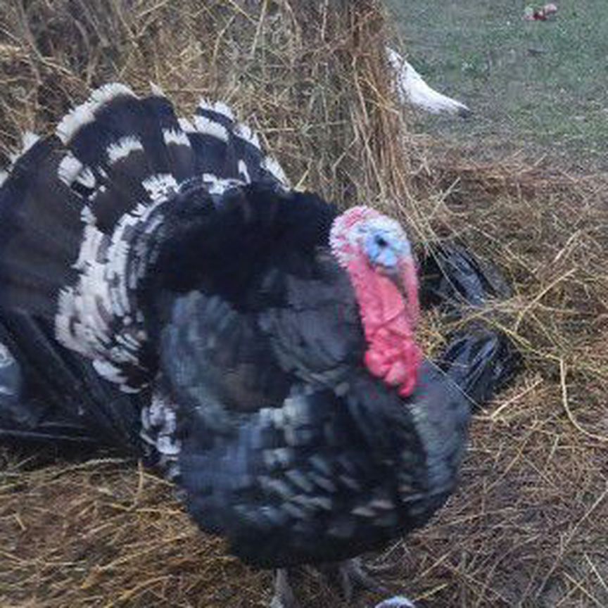 Инкубационное яйцо индейки