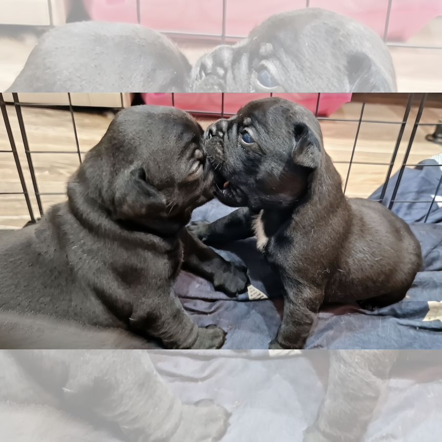 Французский бульдог, щенок