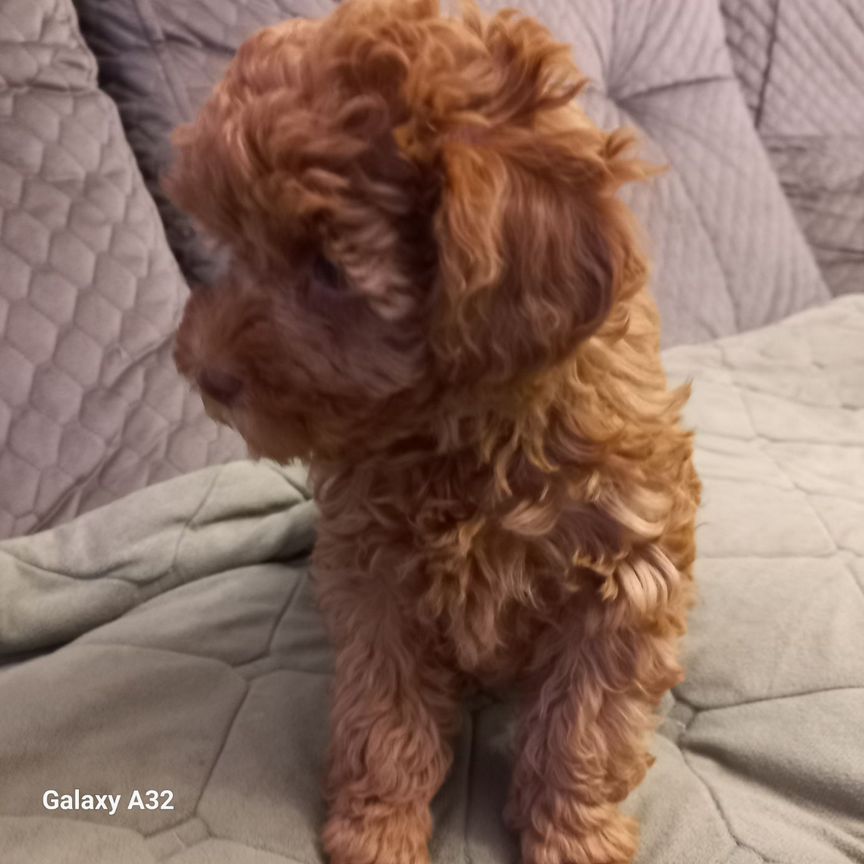 Миниатюрный пудель щенки