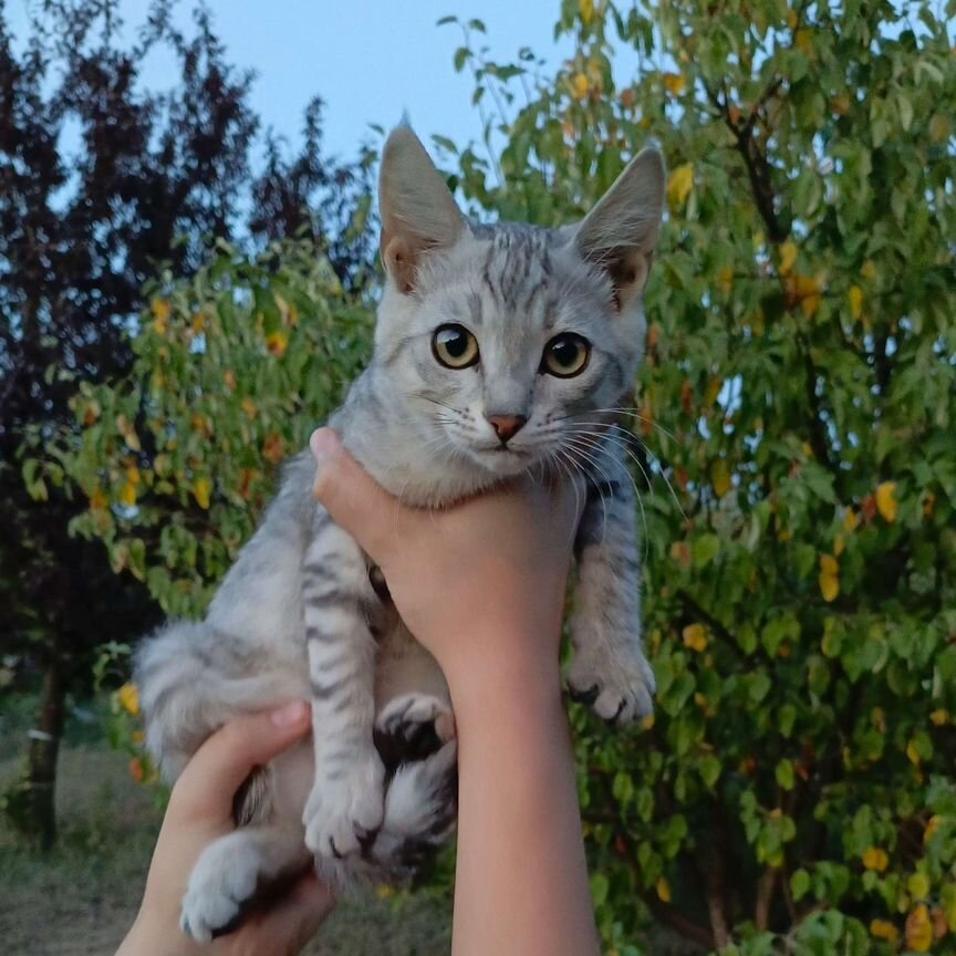 Котенок в добрые руки. Стерилизация в подарок