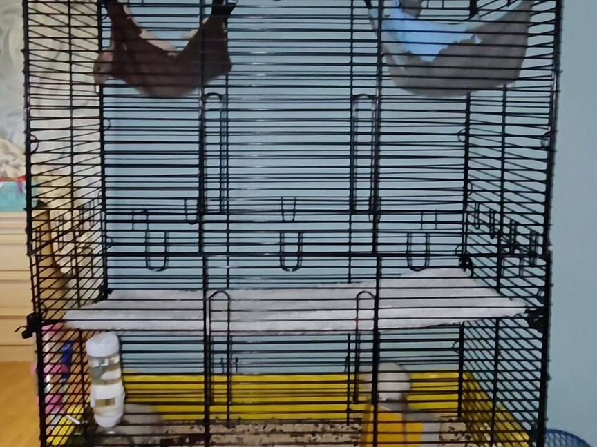 Клетка для грызунов бу с крысами