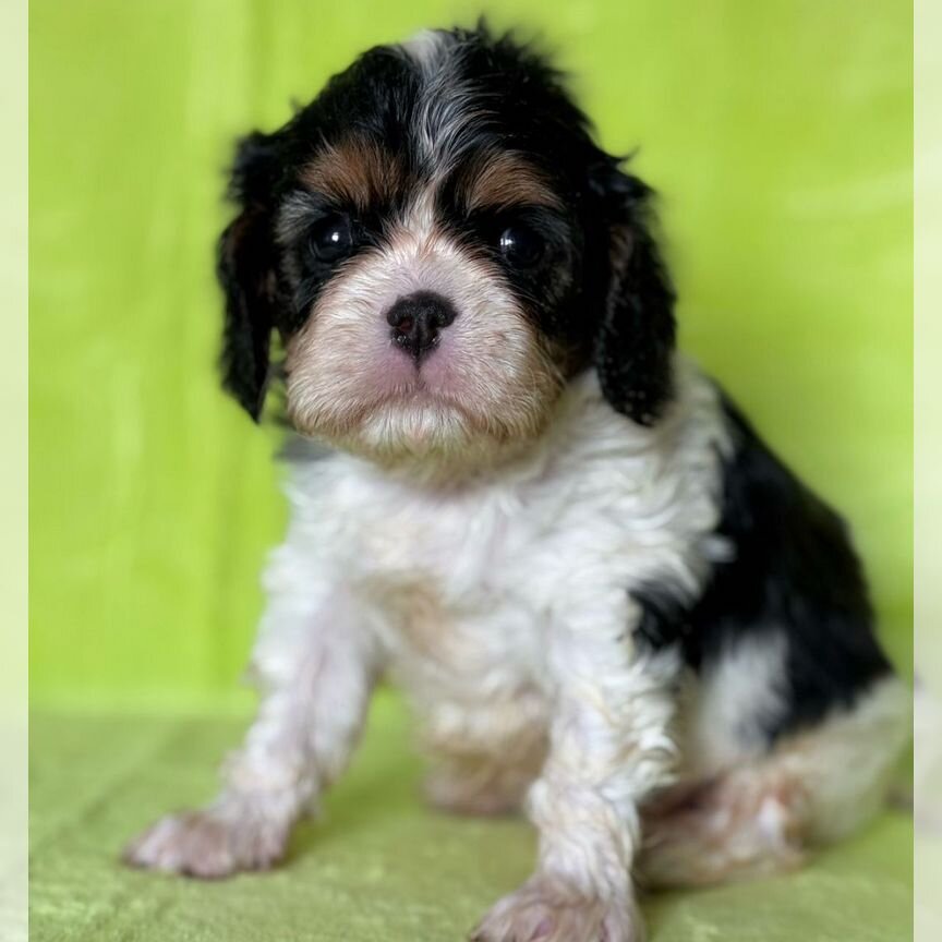 Щенки кавалер кинг чарльз спаниель