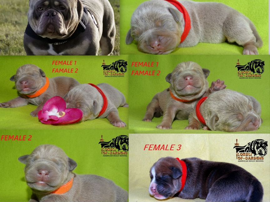 Детки Американских булли