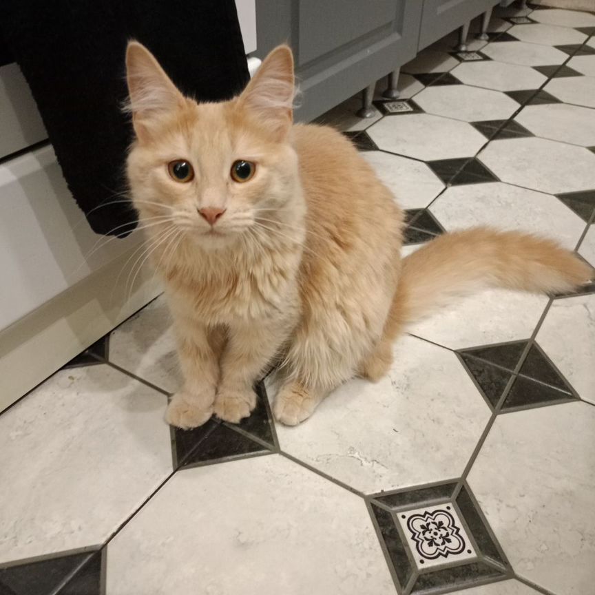 Мейн-кун кошечка