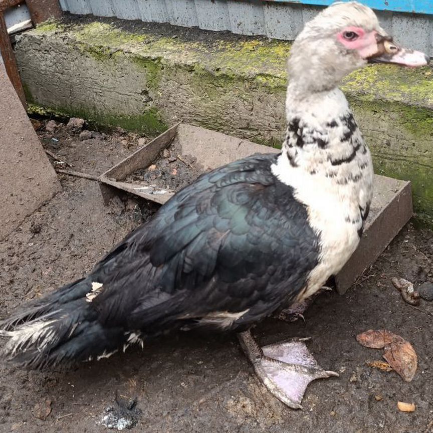 Индоутка самец