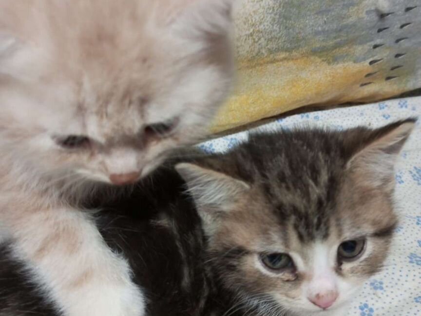 Британские котята