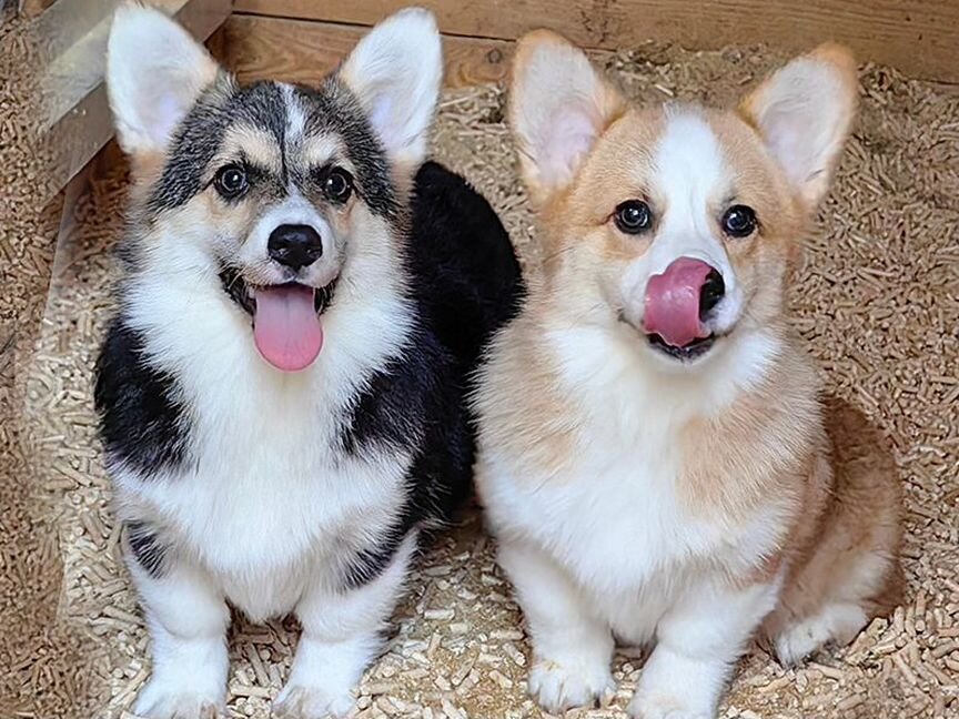 Вельш Корги Пемброк. Москвички