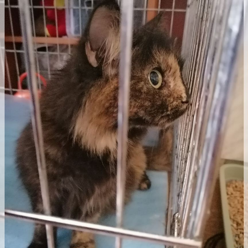 Взрослая, кошка в добрые руки