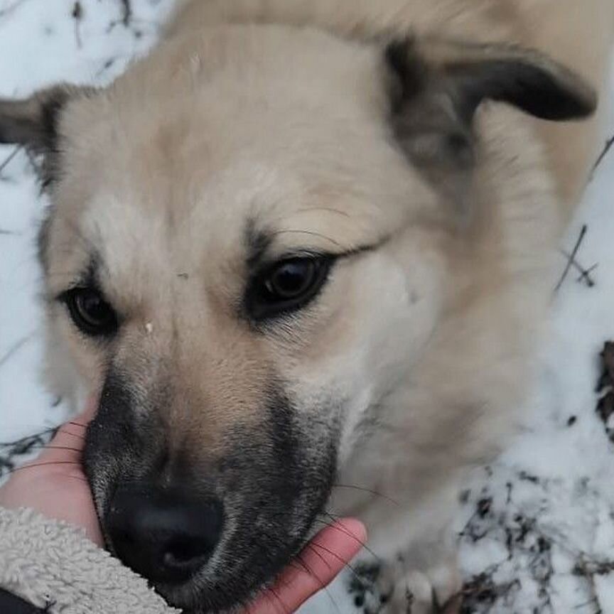 Собака мальчик 1 год в добрые руки