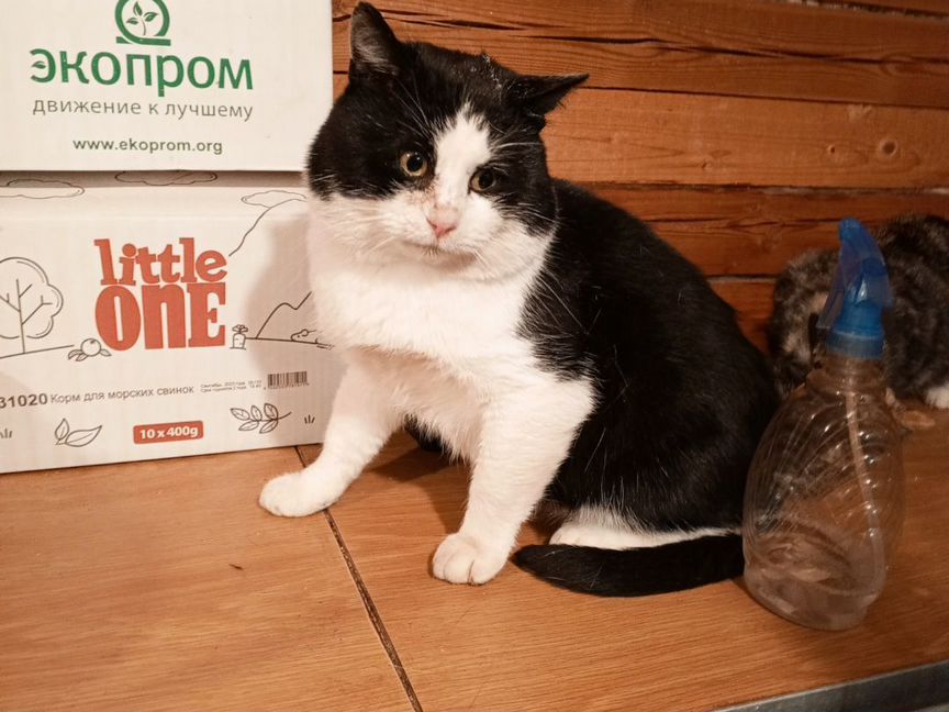 Самый ласковый нежный кот города