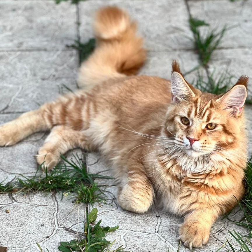 Кот мейн-кун вязка