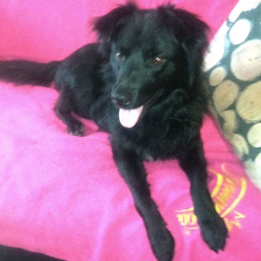 Чарли ждёт дом