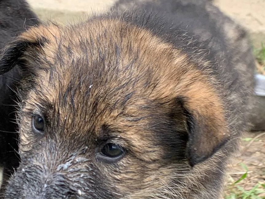 Собака в добрые руки