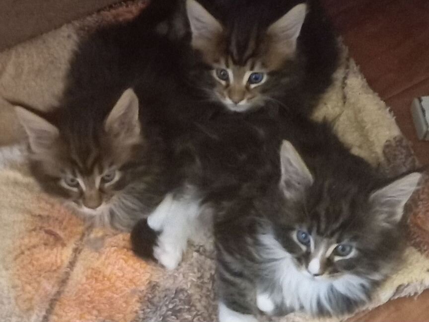 Котята мейн-кун