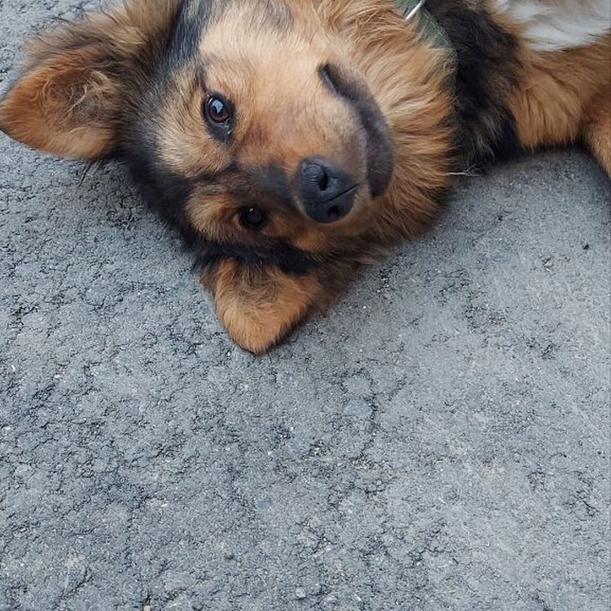 Собака в добрые руки