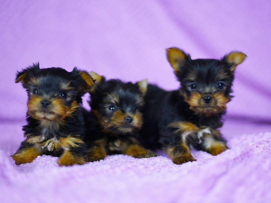 Супер мини беби фейс мальчишки