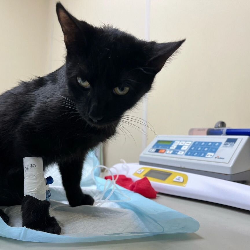 Котенок Диего