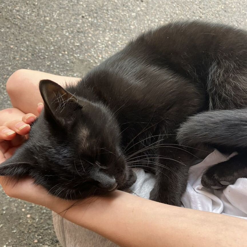 Кот или кошка черная потерялся