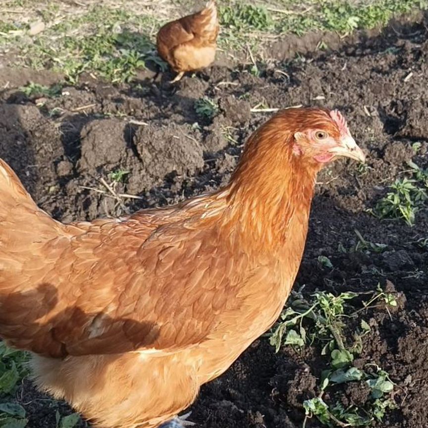 Продажа кур несушек