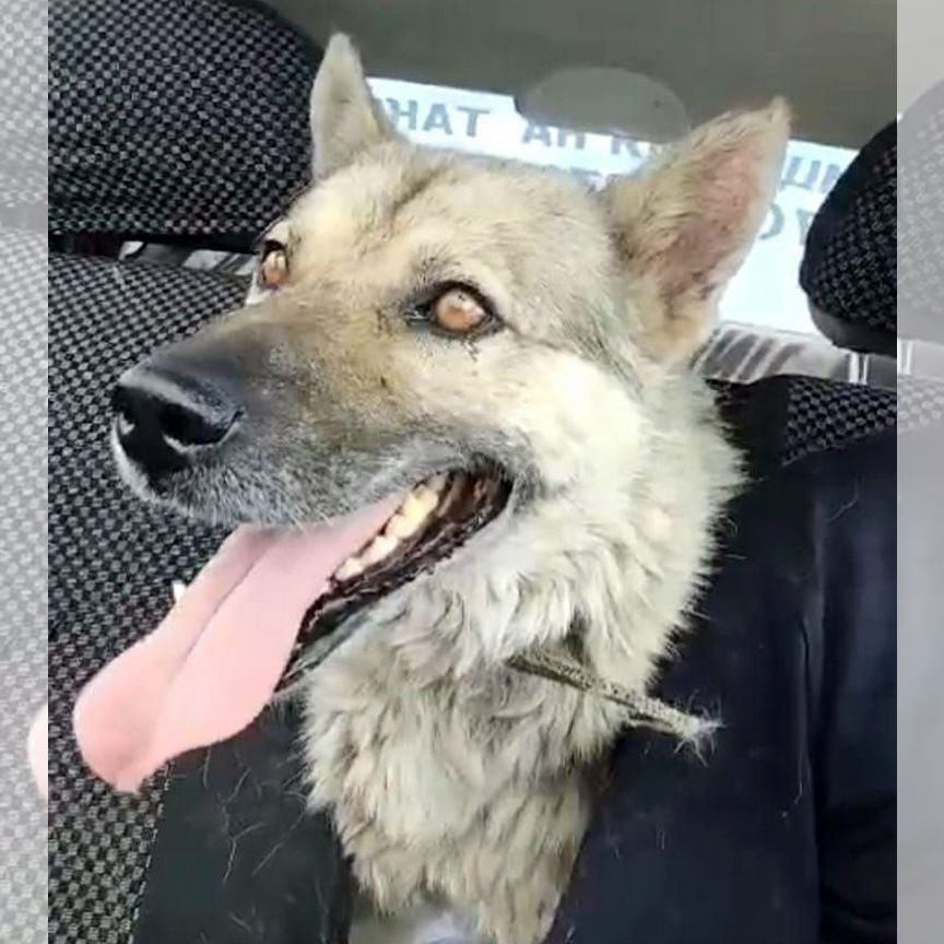 Ищет надежного хозяина молодой собакен