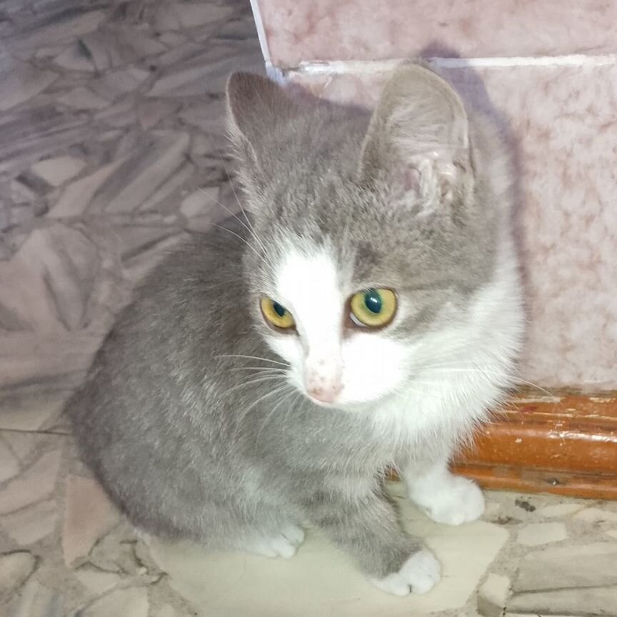 Отдам котенка в добрые руки мальчик