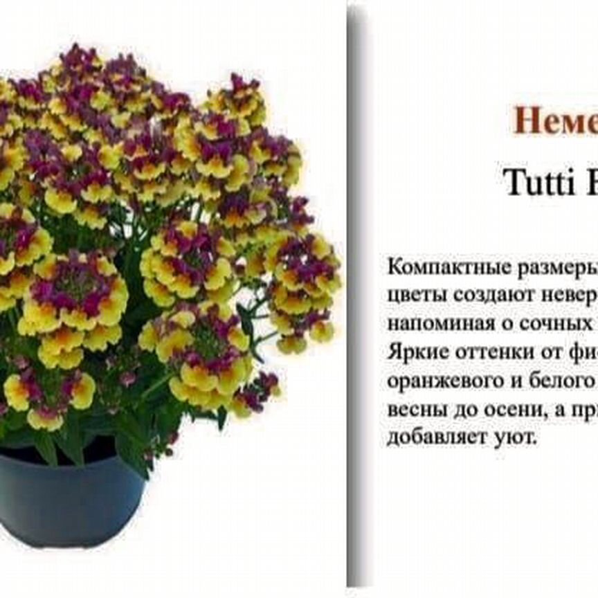 Немезия