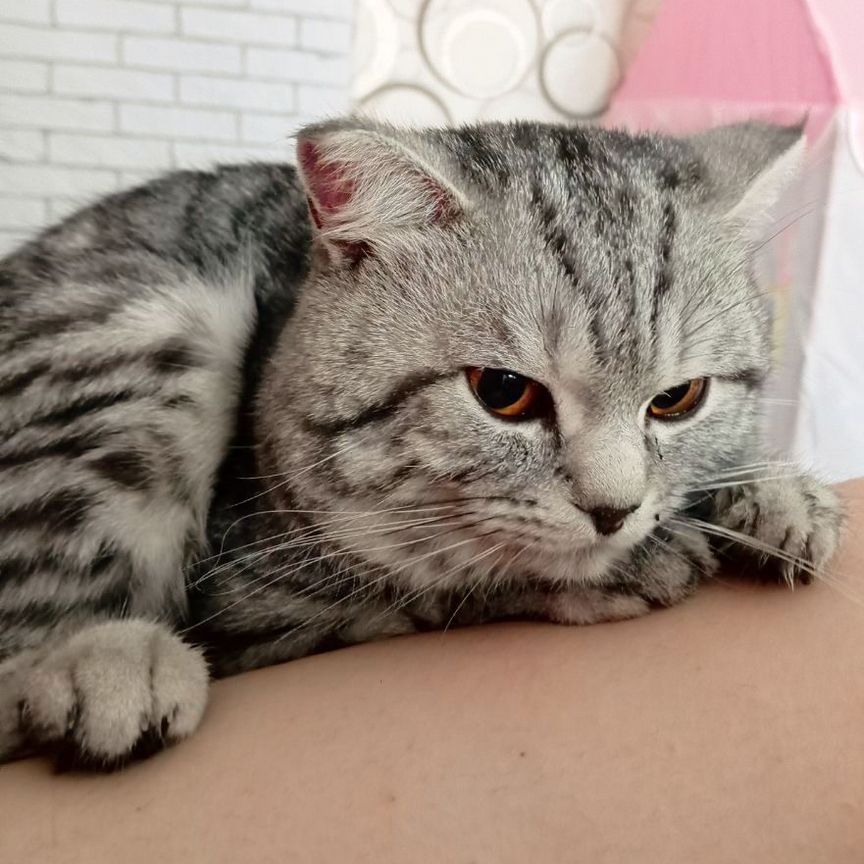 Ищем добрых родителей котику