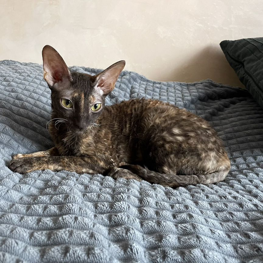 Корниш-рекс кошечка