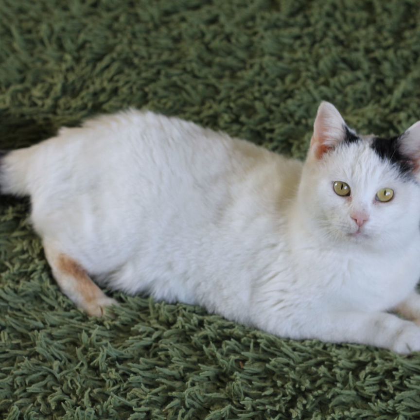 Умная и добрая стерил.Красуля 2 года ищет семью