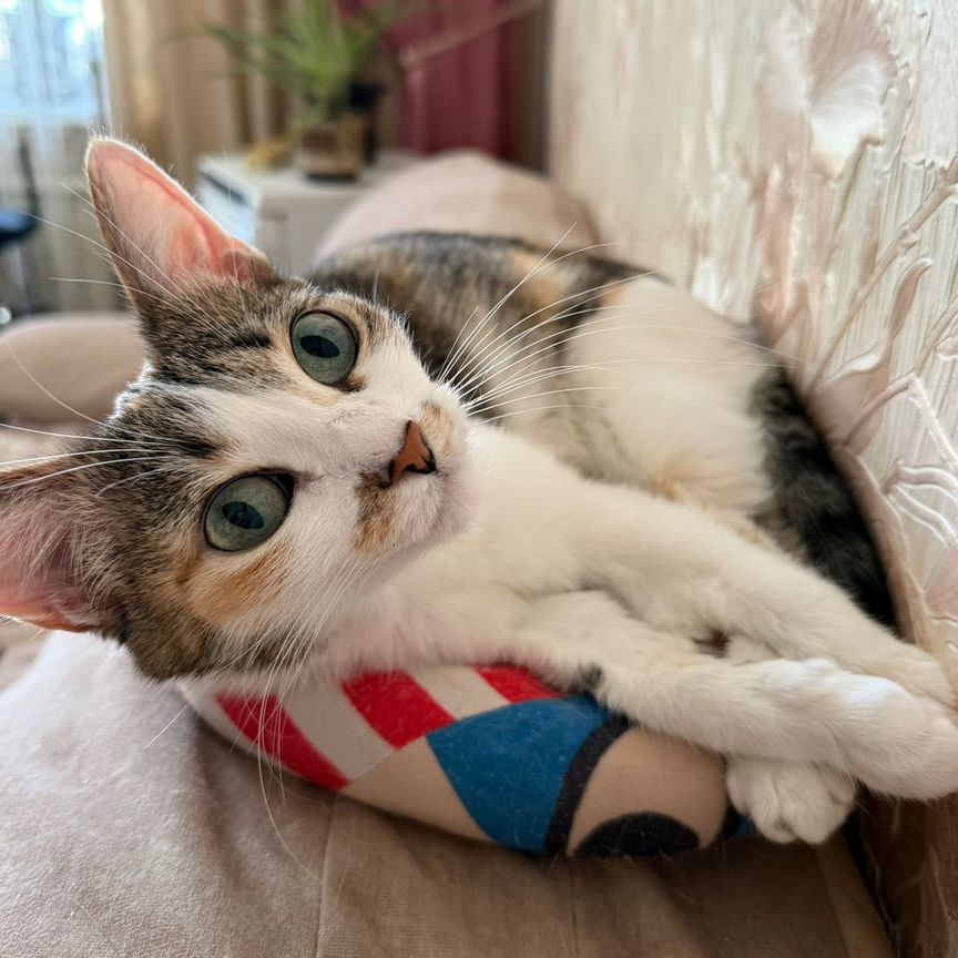 Взрослая, кошка в добрые руки