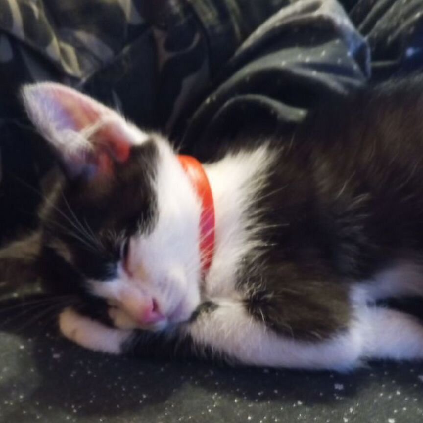 Взрослый кот в добрые руки