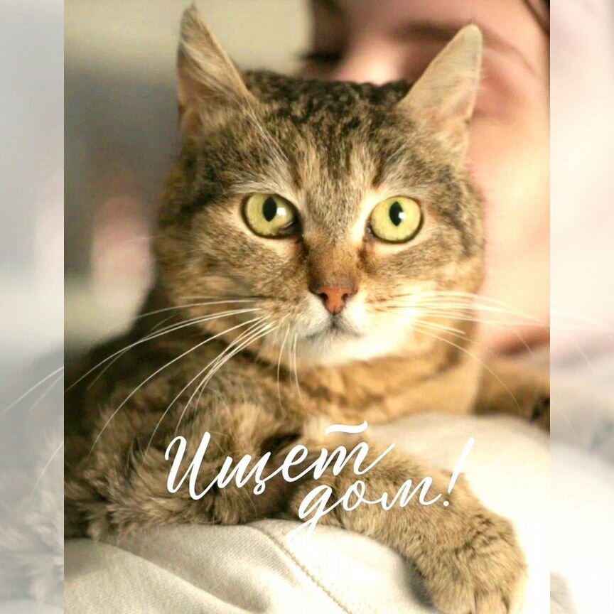 Европейская короткошёрстная кошка, взрослая