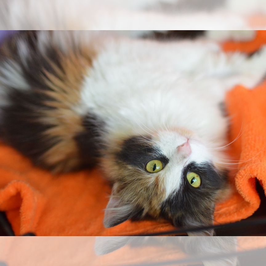 Персидский котёнок