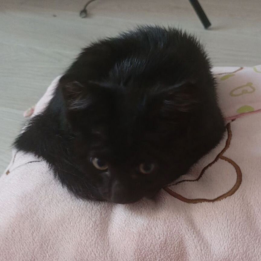 Отдам в добрые руки, Зовут вася ей 2 месяца