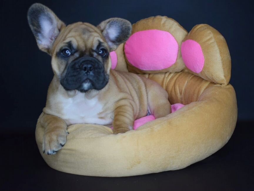 Девочка француз