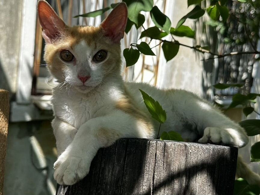 Котенок