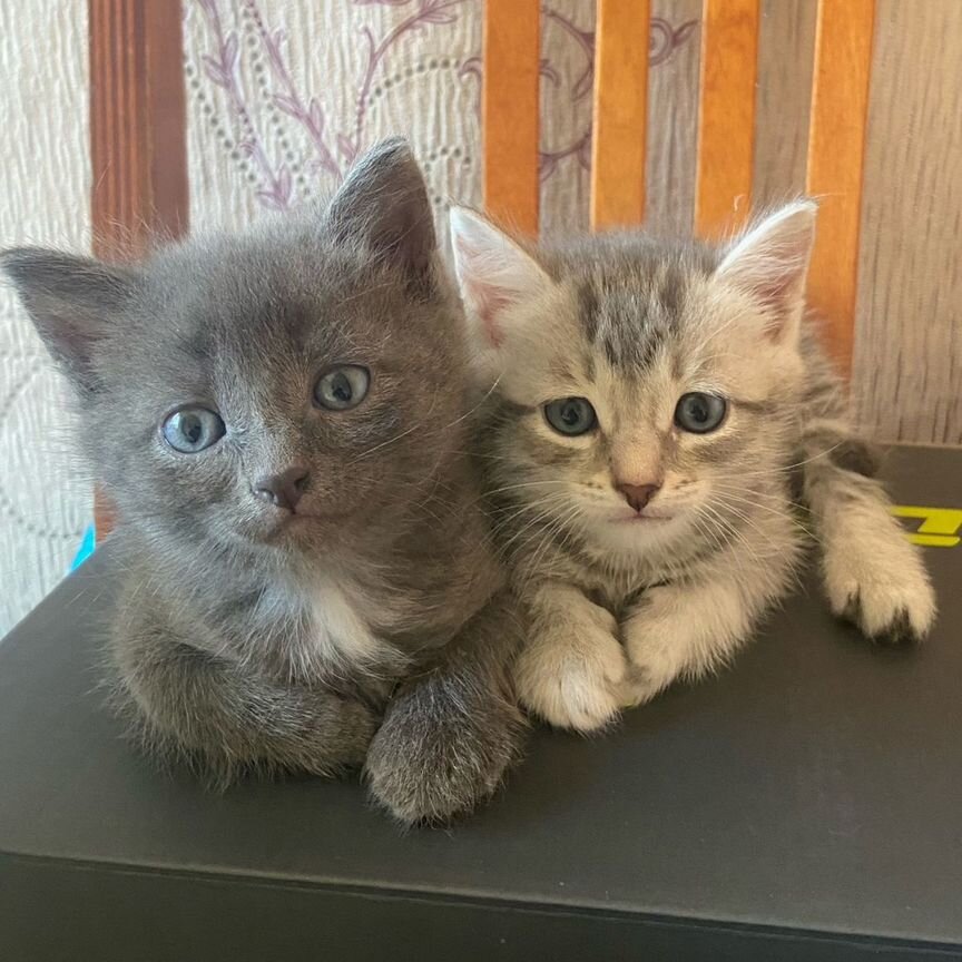 Котята в добрые руки мальчики