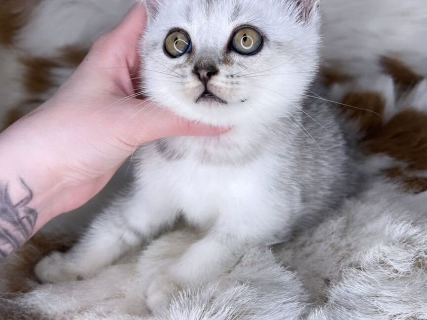 Шикарная Шотландска Девочка