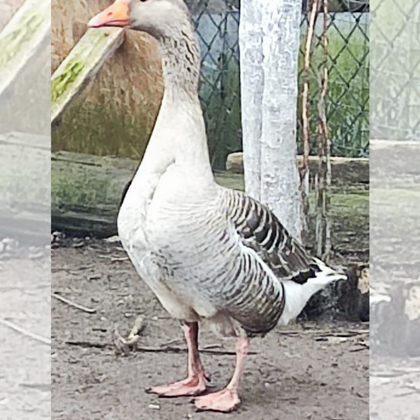 Гусак башкирский