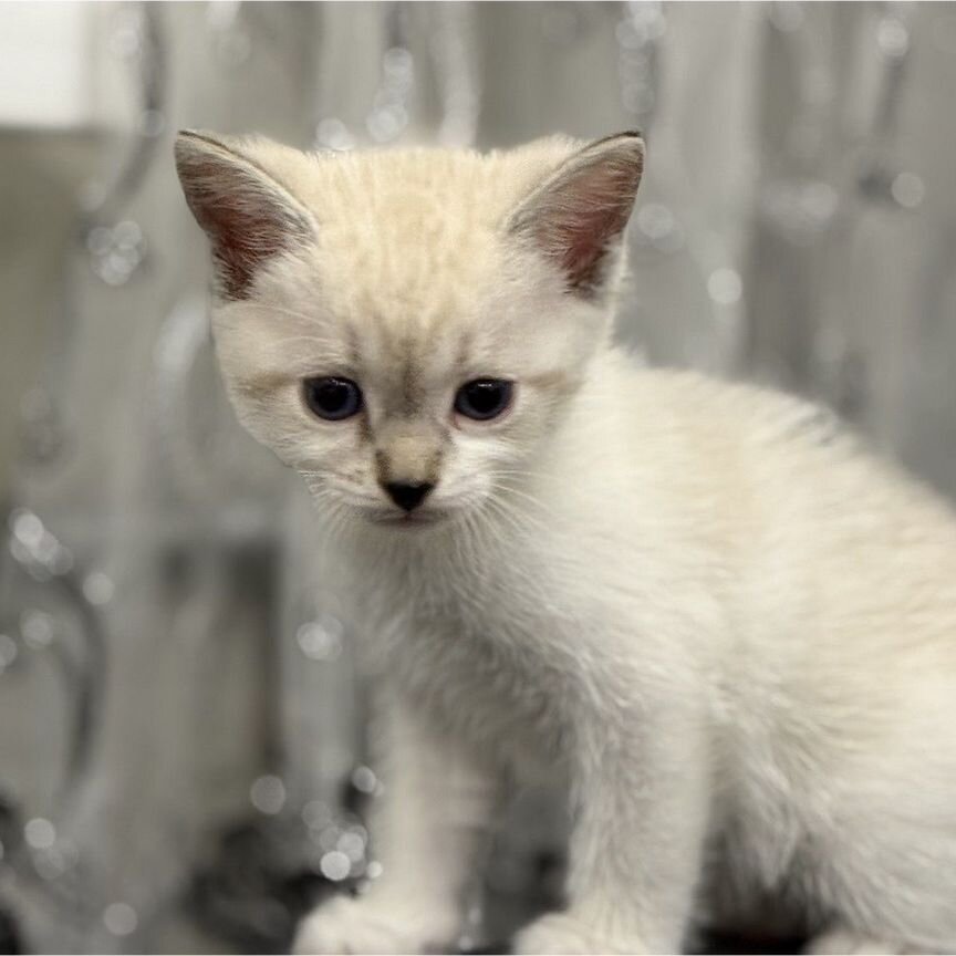 Невский маскарадный котёнок