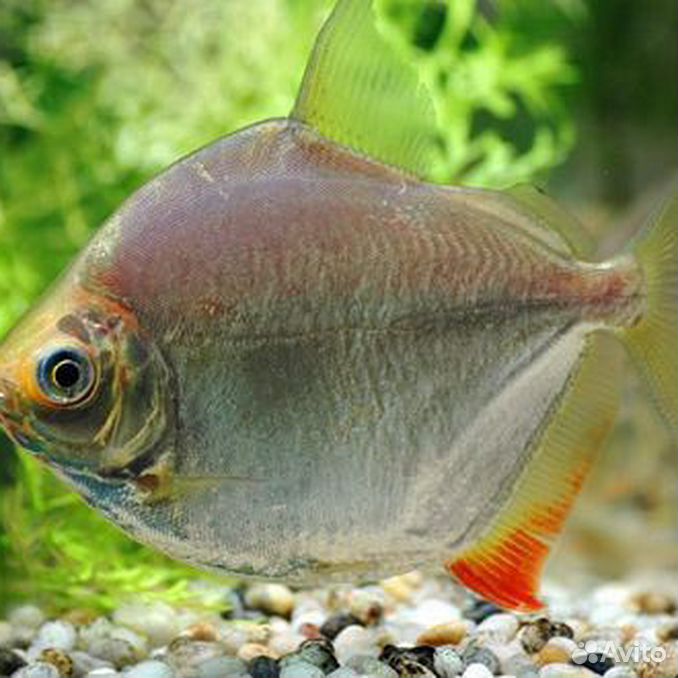 Метинис серебристый