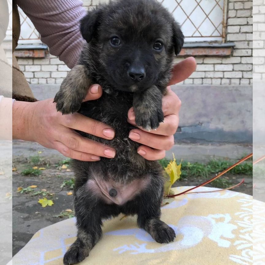 Собака в добрые руки