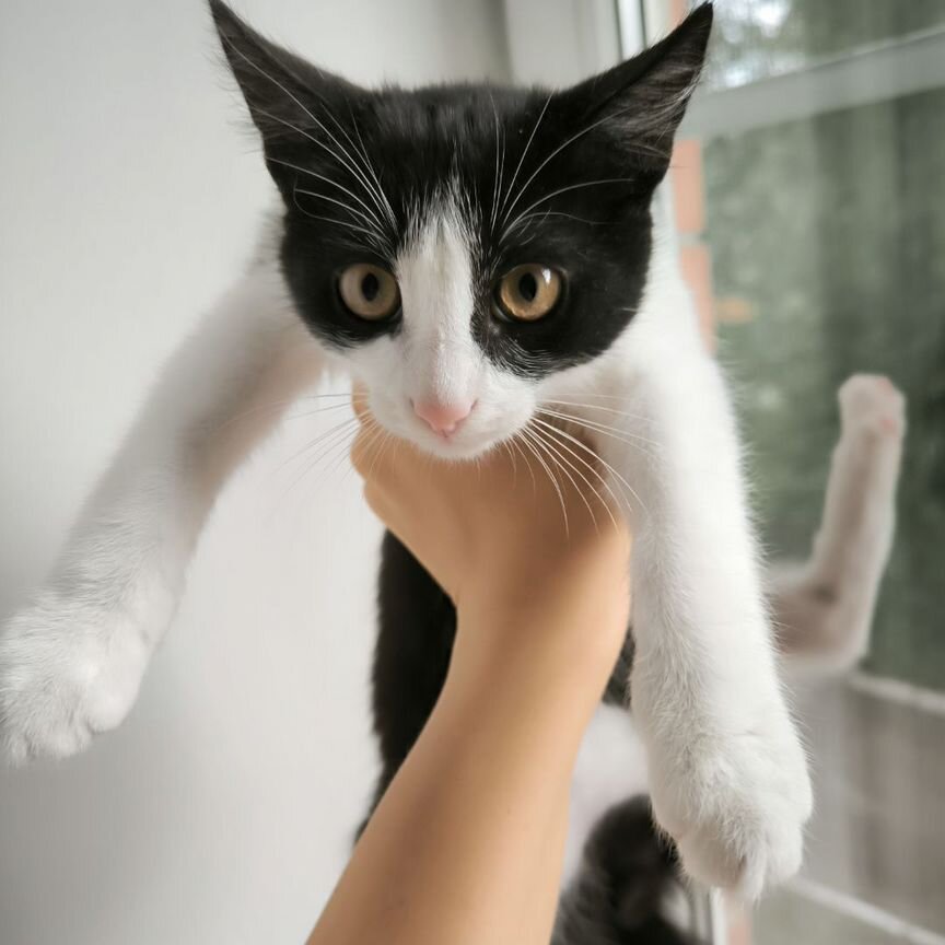 Отдам котенка в добрые руки