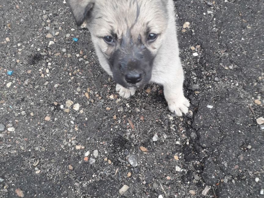 Щенок (мальчик) в добрые руки отдадим