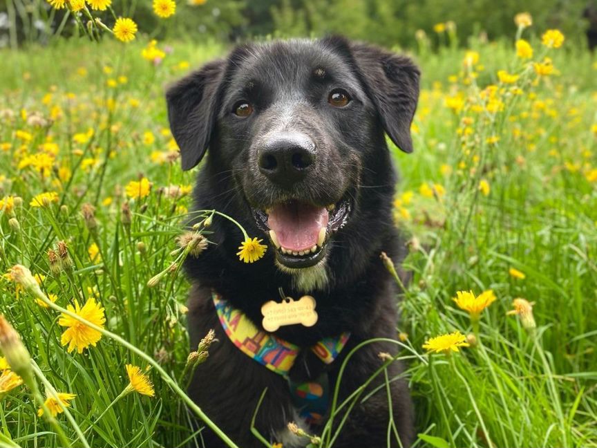 Собака в добрые руки